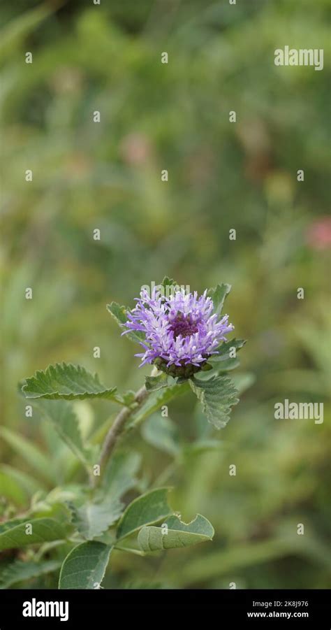 Closeup Of Beautiful Flowers Of Centratherum Punctatum Also Known As