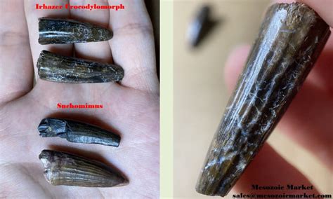 Spinosaurids And Crocodylomorphs Mesozoic Market