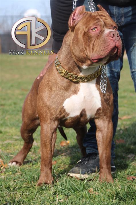 Red Nose Kennels Xl Bully