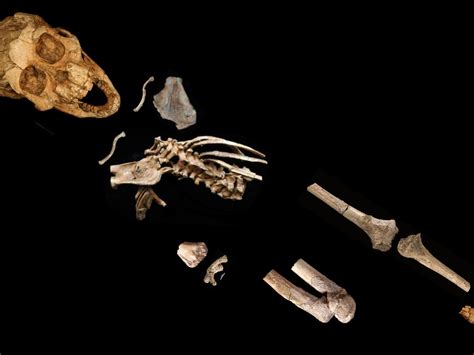 Australopithecus Skeleton