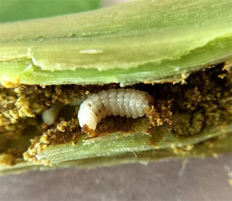Amaranthus Stem Weevil 351