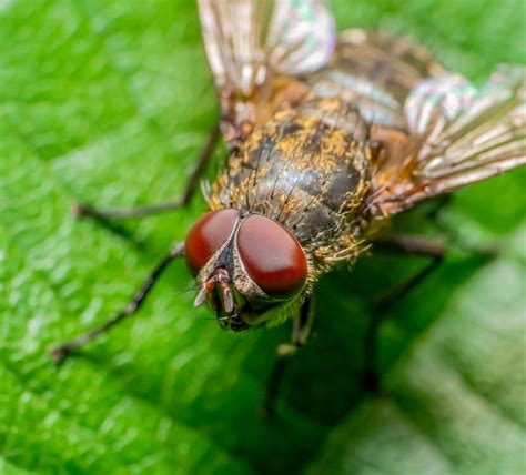 Premium Photo Common Cluster Fly
