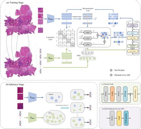 論文レビュー Spatial Transcriptomics Expression Prediction From