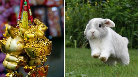Why This Chinese New Year Is Bad For Bunnies In Singapore