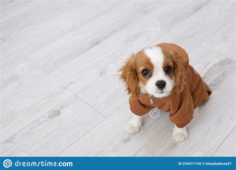 Cavalier King Charles Spaniels In Cute Clothes