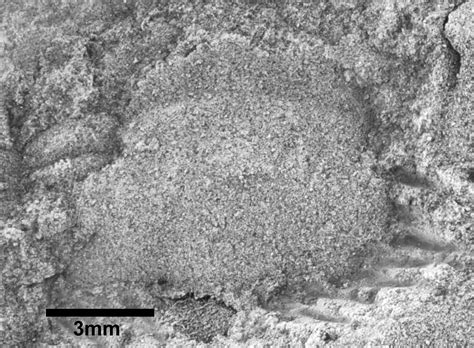 Thailands Hidden Treasure New Trilobite Species Reveal Secrets Of