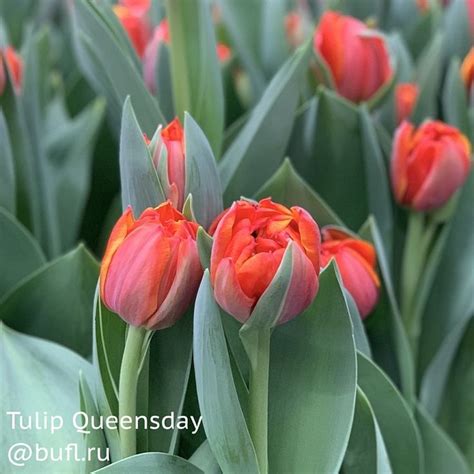 Tulip Queensday авторское фото