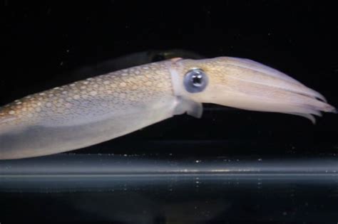 Human Cells Hacked To Act Like Squid Skin Cells Could Unlock Key To Camouflage Ars Technica