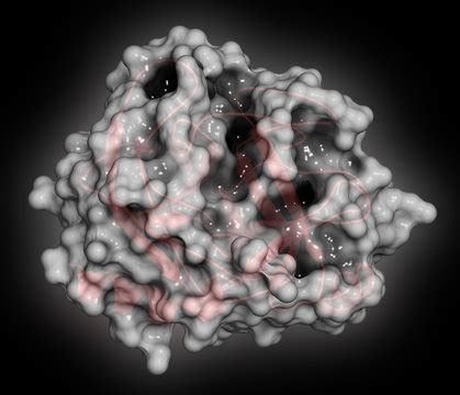 รูปภาพtrypsin เลือกดูภาพถ่ายสต็อก เวกเตอร์ และวิดีโอ132 Adobe Stock