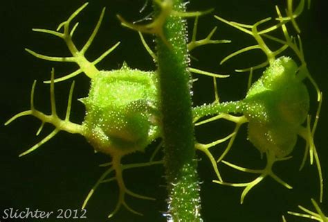 Brewers Bishops Cap Brewers Mitrewort Feathery Bishops Cap