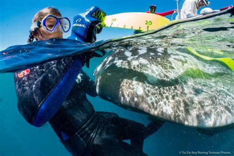 How Are Citizen Scientists Protecting The Elusive Sunfish Galapagos