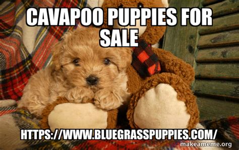 Cavapoo Puppies For Sale Meme Generator