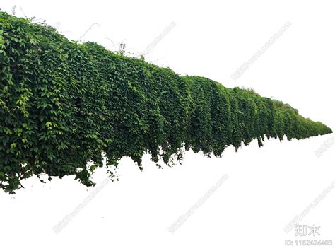 爬山虎爬藤植物下载【id1162424403】undefined