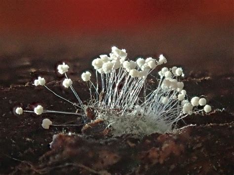 Aspergillus Candidus From Portobello Park Orléans Ottawa On Canada
