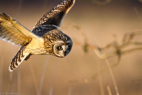 Photography Of Tom Talbott Jr