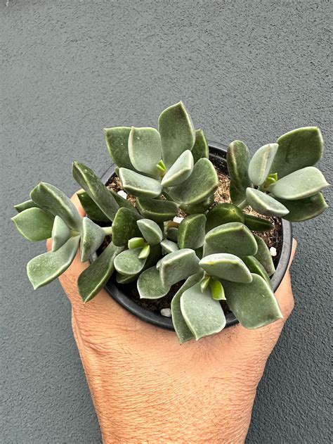 Cotyledon ‘green Peaks