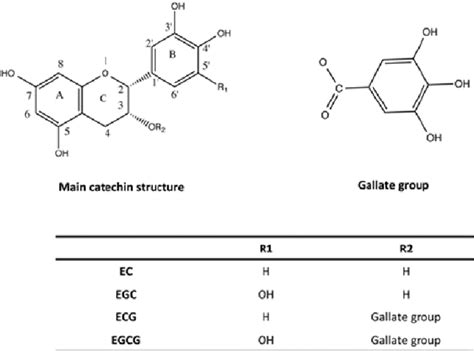 Different Forms Of Catechins Download Scientific Diagram