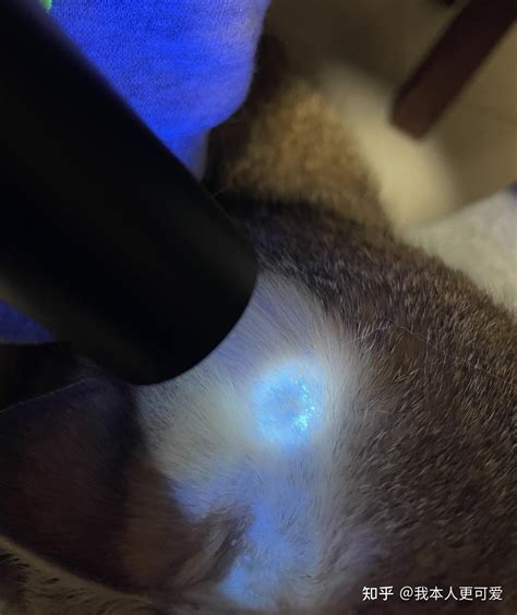 猫细菌球菌感染皮肤病治疗过程 知乎