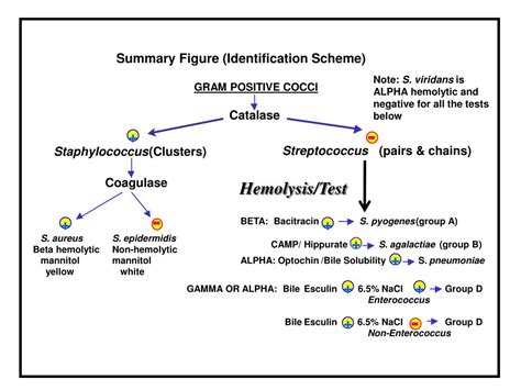 Ppt Streptococcus Pneumoniae Staphylococci Gram Positive Cocci