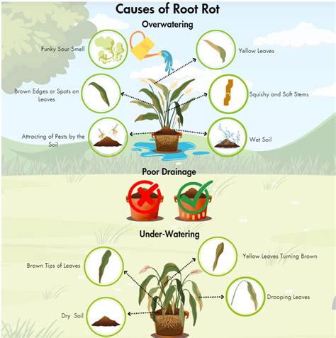 What Is Root Rot