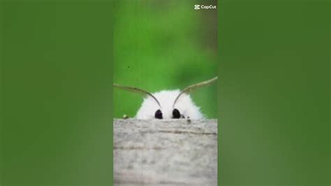 Sooooooo Cute Youtube