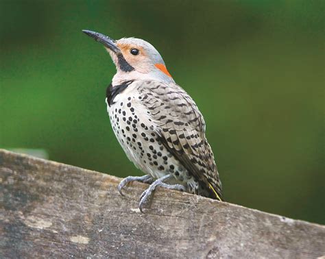 Flickers Our Fine Feathered Friends