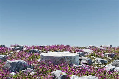 Abstact 3d 렌더링 봄 장면과 자연 연단 배경 분홍색 꽃밭의 바위 연단 및 제품 디스플레이 광고 화장품 스킨케어 등을 위한 돌 바위 배경 맑은 하늘 꽃 식물에 대한