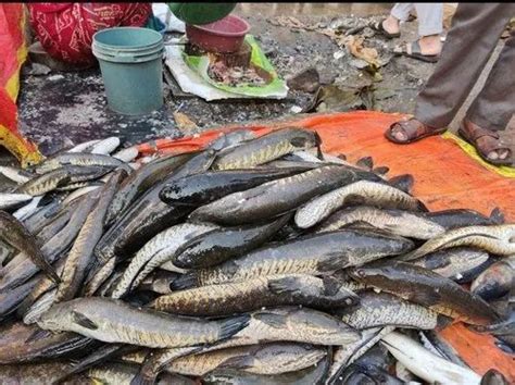 Maral Fish At Best Price In Hyderabad By Aoepd4666b Id 24841670273