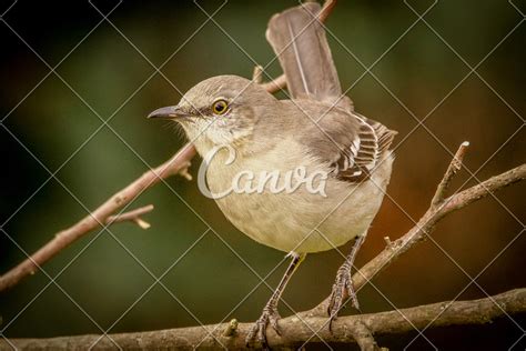 Mocking Bird Photos By Canva