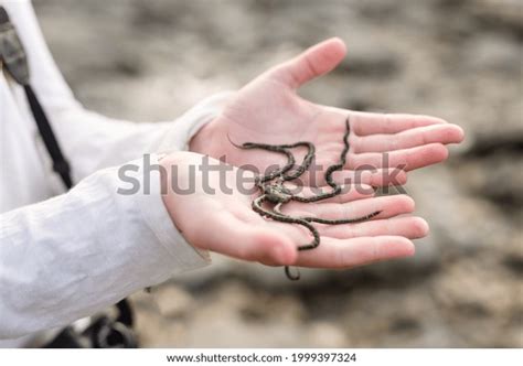 1171개의 Girl Tentacles 이미지 스톡 사진 3d 오브젝트 벡터 Shutterstock