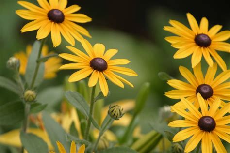 50 State Flowers History Full List With Pictures Parade Home And Garden