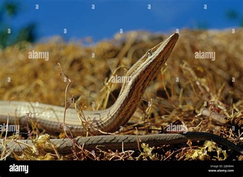 Portrait Of Papua Legless Lizard Lialis Jicari Irian Jaya Stock