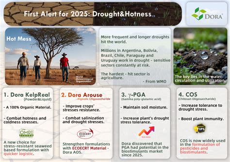How Drought Stress Affect Corn Growth Dora Agri Tech