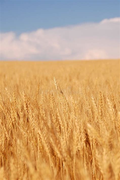 Wheat Before Harvest Stock Image Image Of Agriculture 1107701