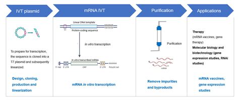 Understanding Mrna Ivt Byproduct Dsrna Creative Diagnostics