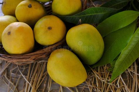 Fresh Mango Tropical Fruit With Green Leaf Ripe Mango In Grass Stock
