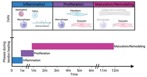 Polymer Based Constructs For Flexor Tendon Repair A Review