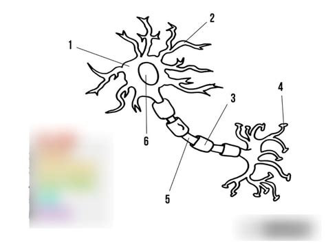 Neuron Diagram Quizlet