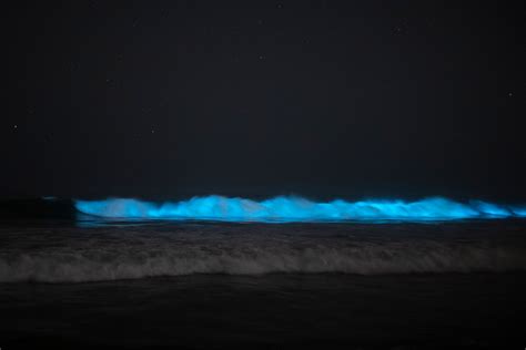 Glowing Bioluminescent Waves Return To Southern California Coast