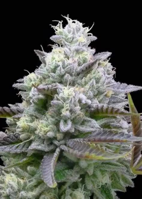 Zoap Cannabis Strain Information Growdiaries