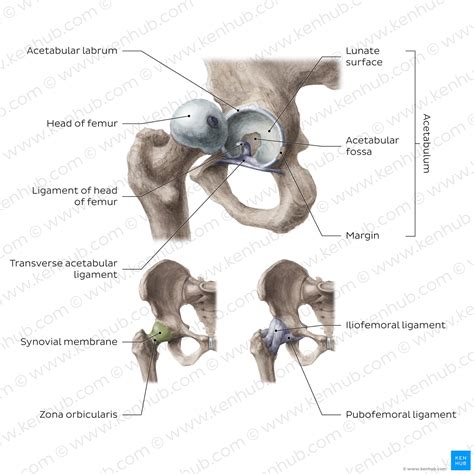 Hip And Thigh Bones Joints Muscles Kenhub