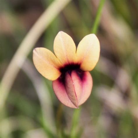 Oneyes Genus Monopsis · Inaturalist