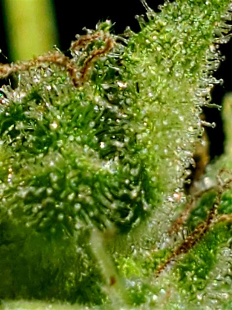 Trichomes Colour Grow Question By Degenmj Growdiaries