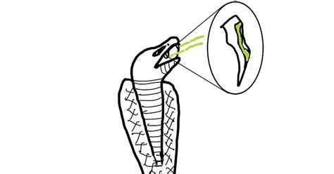 Early Management Of Snake Venom Ophthalmia Leads To Fast Recovery