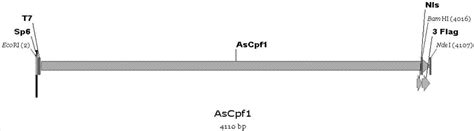 Fusion Protein In Cpf1 And P300 Core Structural Domain Corresponding