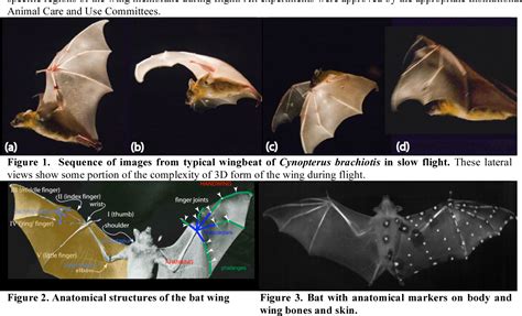 Bat Wing Anatomy