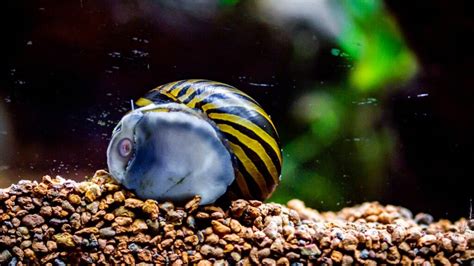 5 Effective Algae Eater Fish For Freshwater Aquariums Serenity