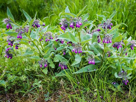 Bocking 14 Comfrey Root Cuttings To Grow Many Uses