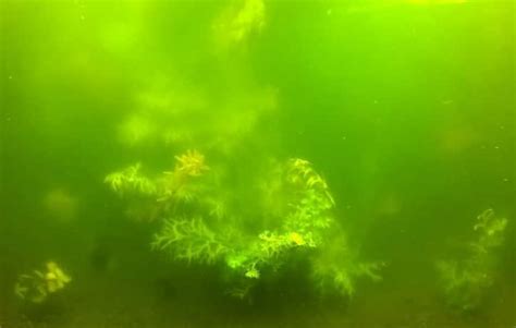 Algae In Hydroponics Managing Strategies General Hydroponics Guide