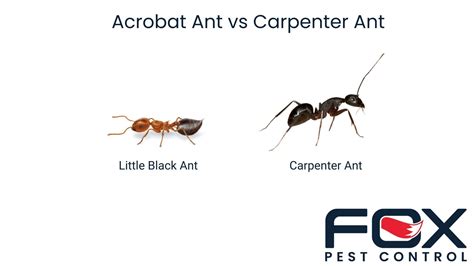 Acrobat Ants Identification And Control Tips Fox Pest Control